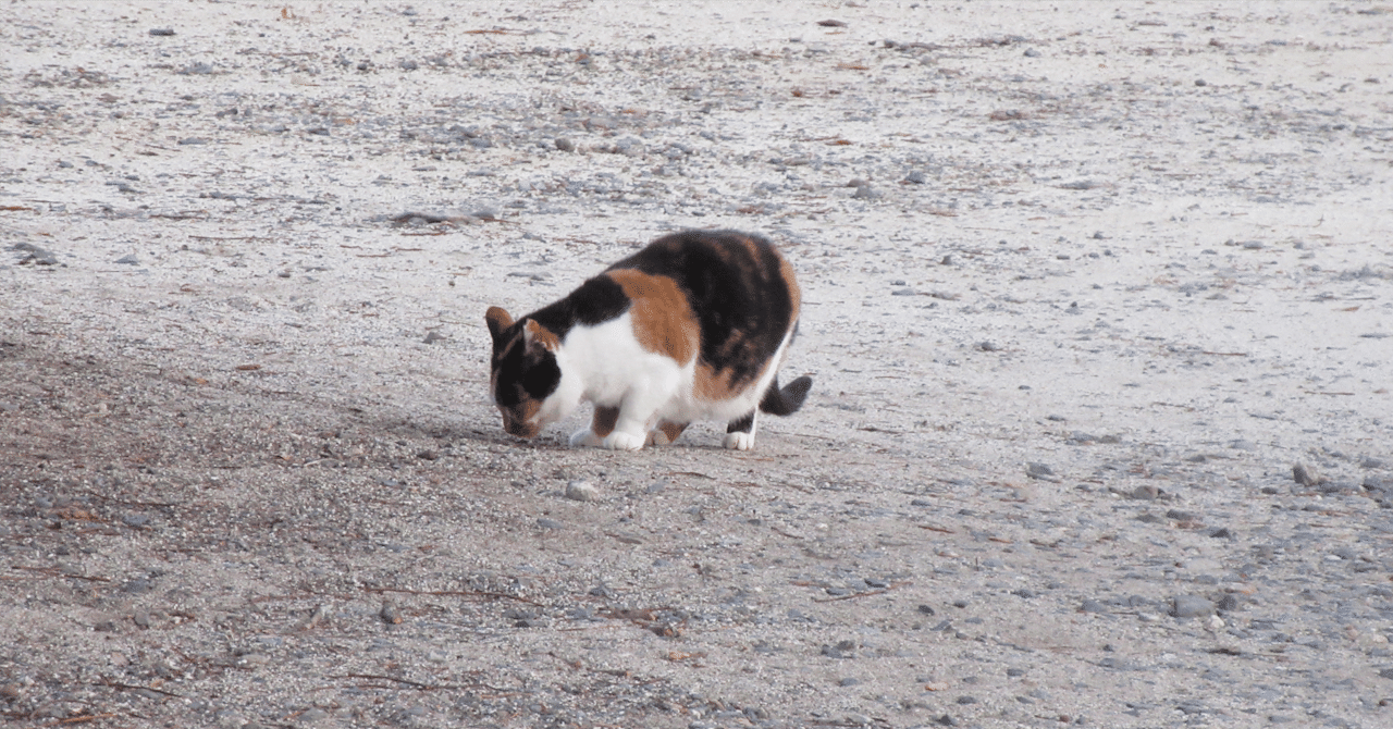 直線が書けるようになる下敷き、欲しい｜neji bit