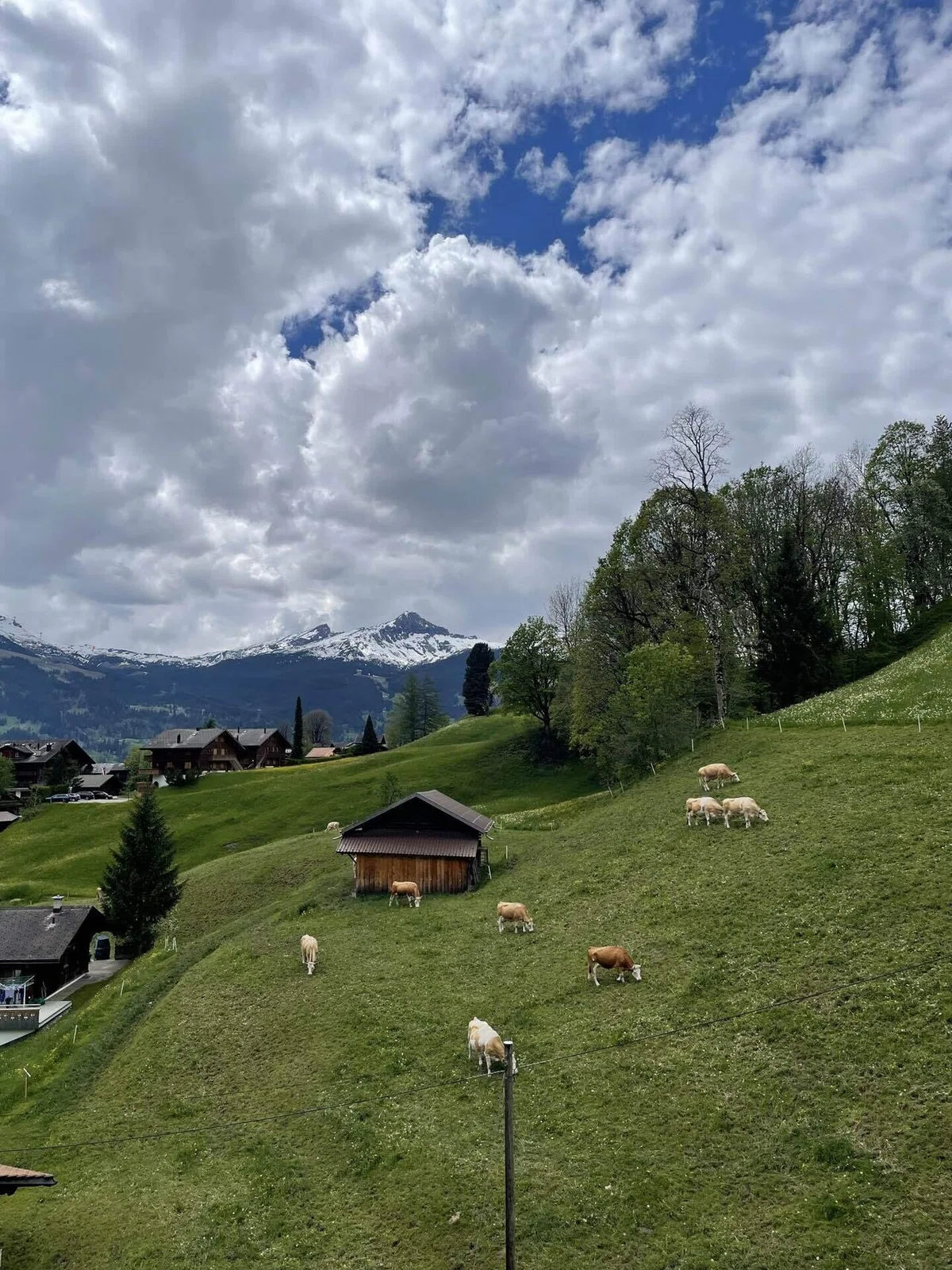 【宿泊記】Grindellodge【スイス/グリンデルワルト】｜pado