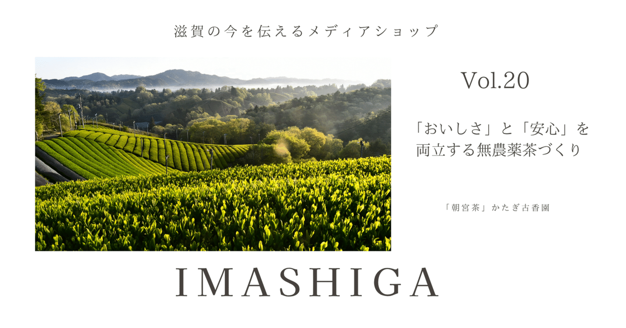 【コラム】「おいしさ」と「安心」を両立する無農薬茶づくり｜IMASHIGA