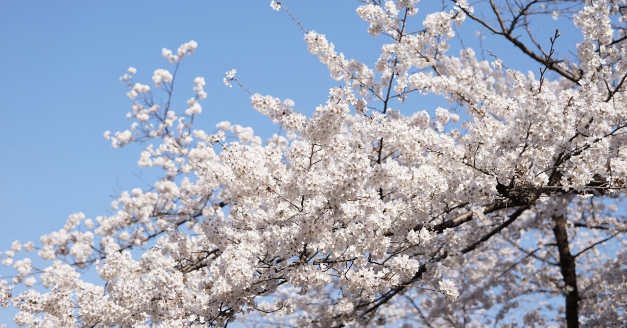 はじめてのnote | Sakuraです｜Sakura