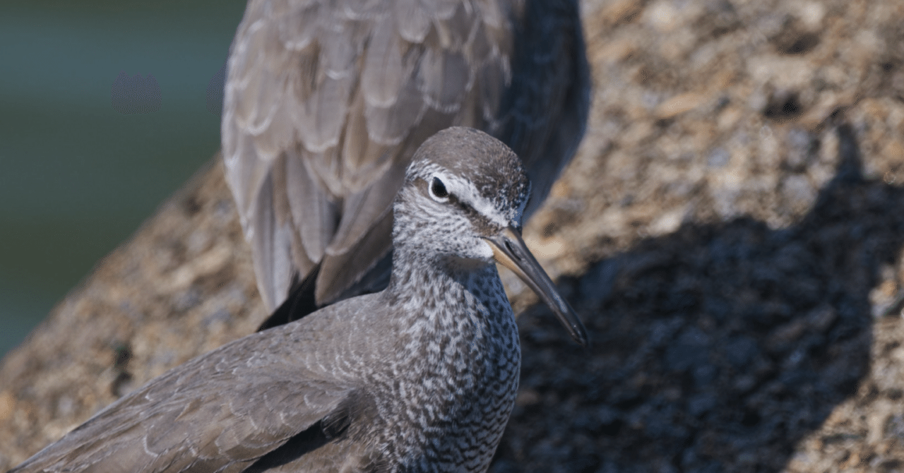 【雑記】野生動物撮影のジレンマ｜Yusuke Marianne