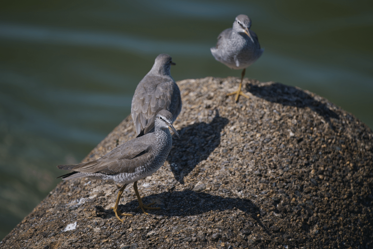 【雑記】野生動物撮影のジレンマ｜Yusuke Marianne