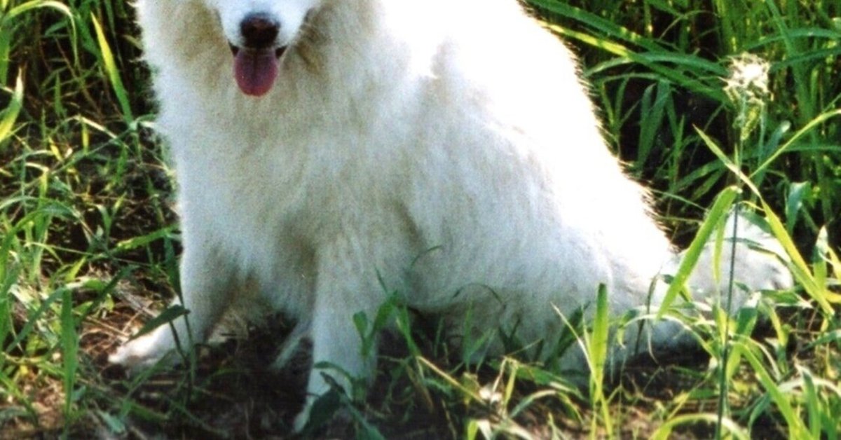 「With The Dogs」 ここ夏｜Rabi Sato