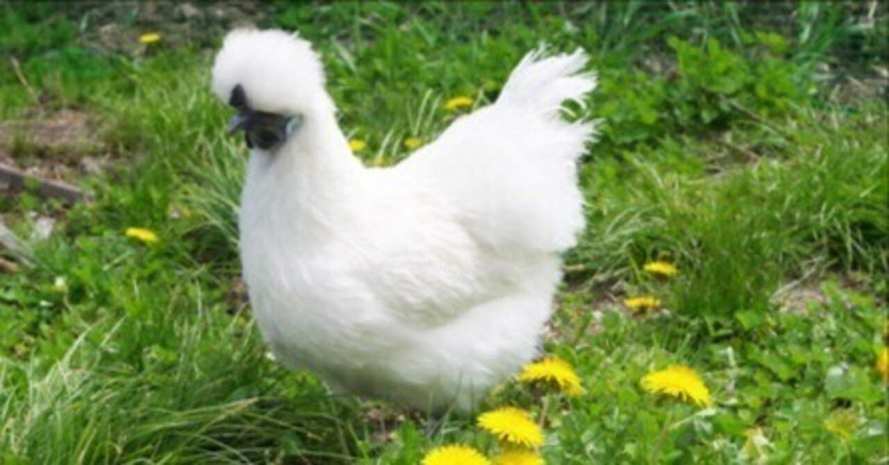 烏骨鶏の飼育資料～産卵鶏を丈夫に育てる方法～｜Mao Yishu