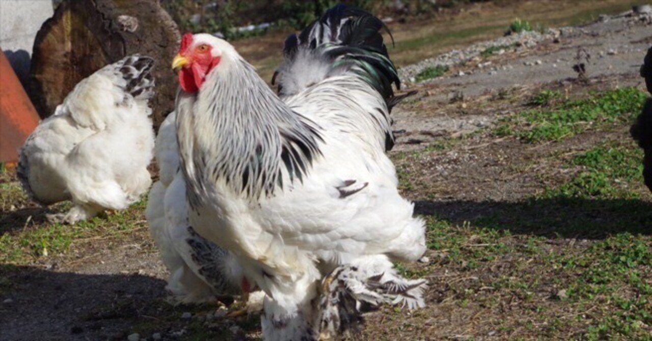 世界最大級の鶏『ブラマ』の飼育資料｜Mao Yishu