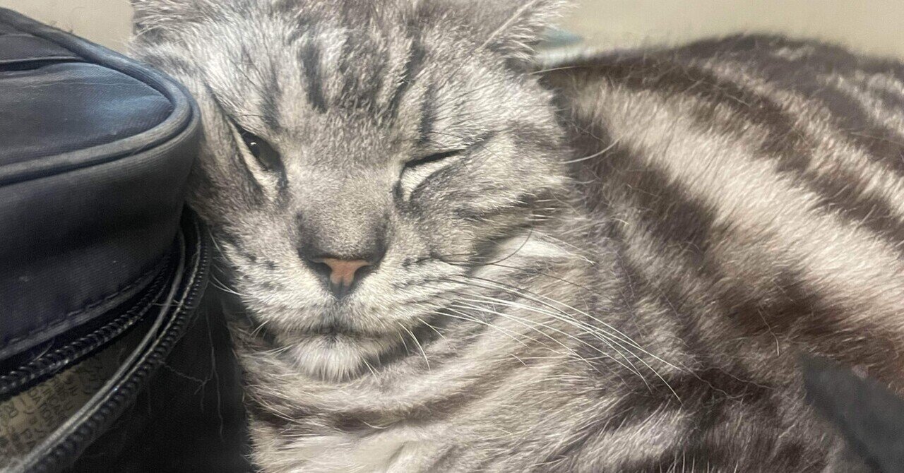 いよいよ投票日が近づいてきていますねというお話｜hayashi