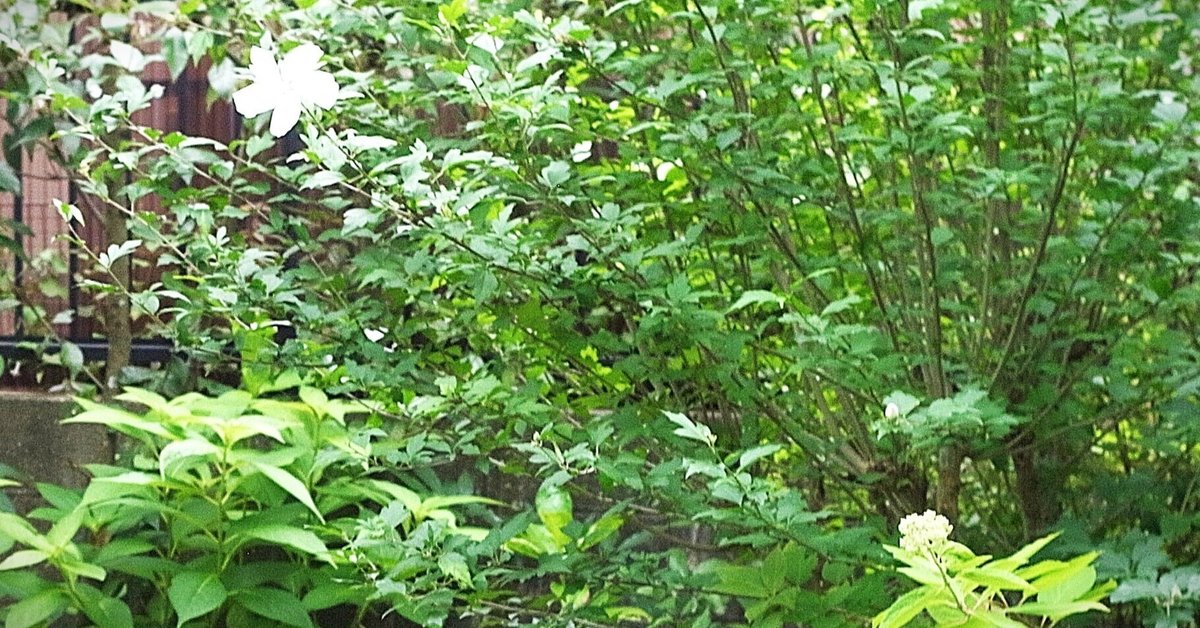 「猫百態」 微｜Rabi Sato