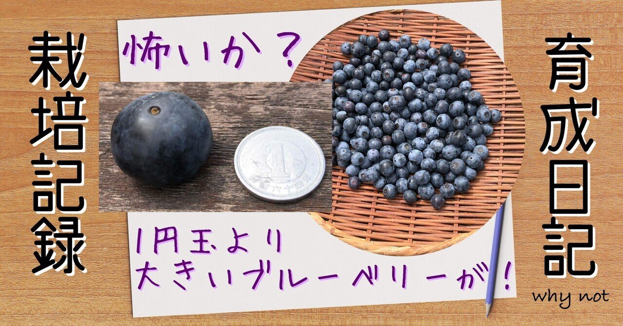 怖いか？1円玉より大きいブルーベリーが！｜why_not_mvp