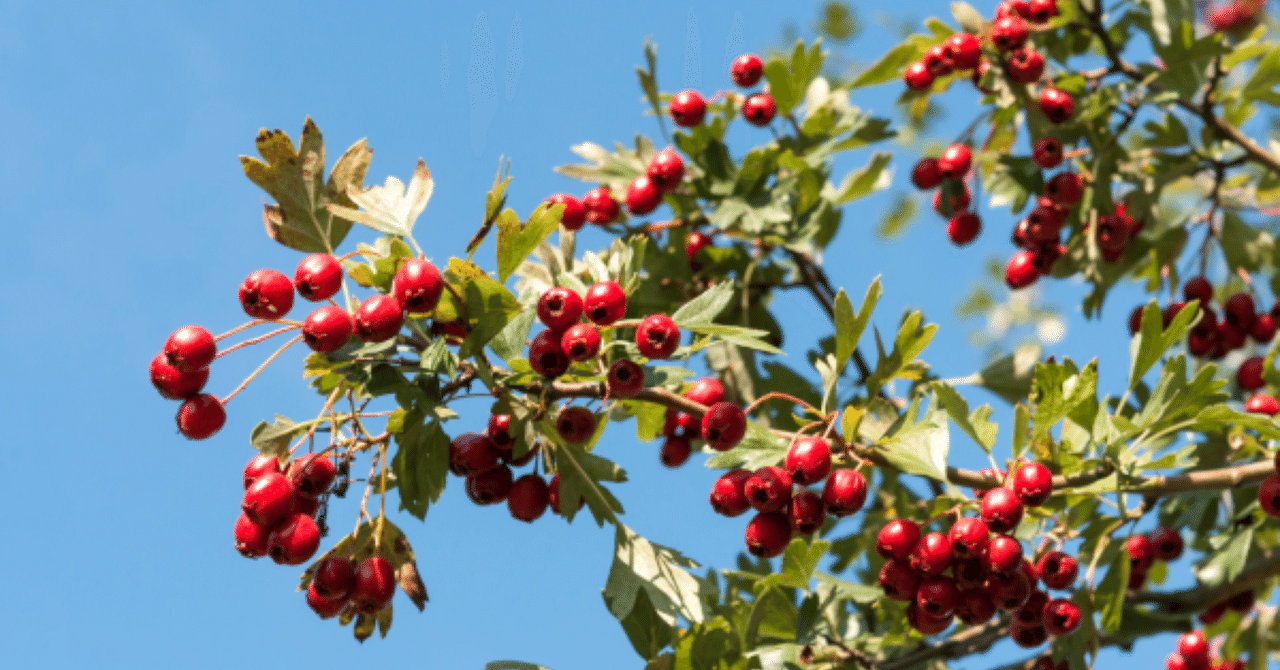 最新｜サンザシ果実のサプリメントが肌の保湿とアンチエイジング効果に有望であると新たな研究が示唆｜Hirokazu