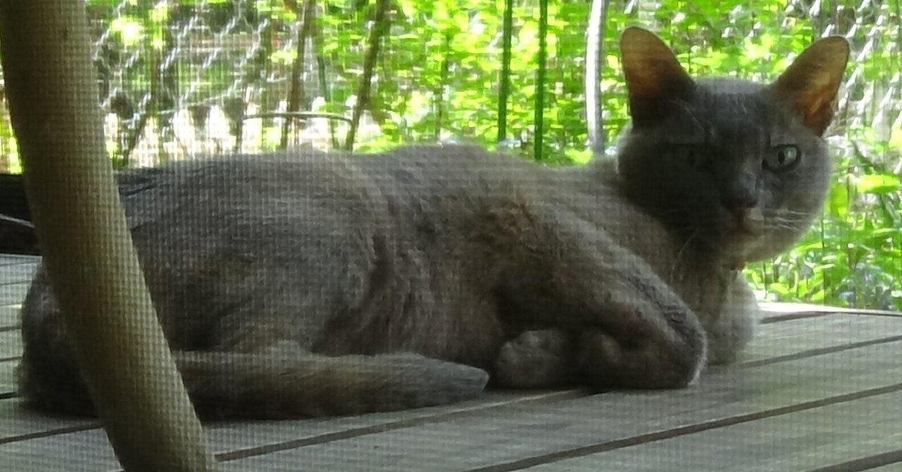 猫じゃらしズム トランプと終末論｜仁吾巴 妍 niaha ken