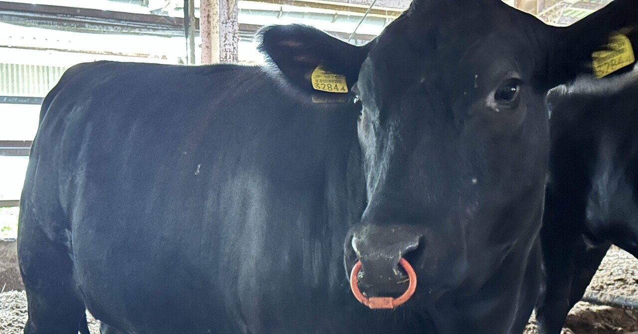 無角和牛ってどんな牛｜Matasaburo Arai