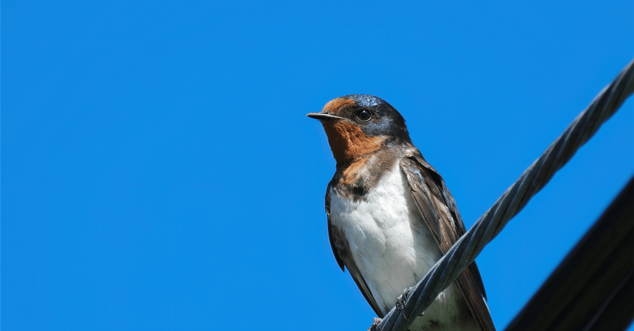 鳥枯れのフィールド｜休日の探鳥記｜miz
