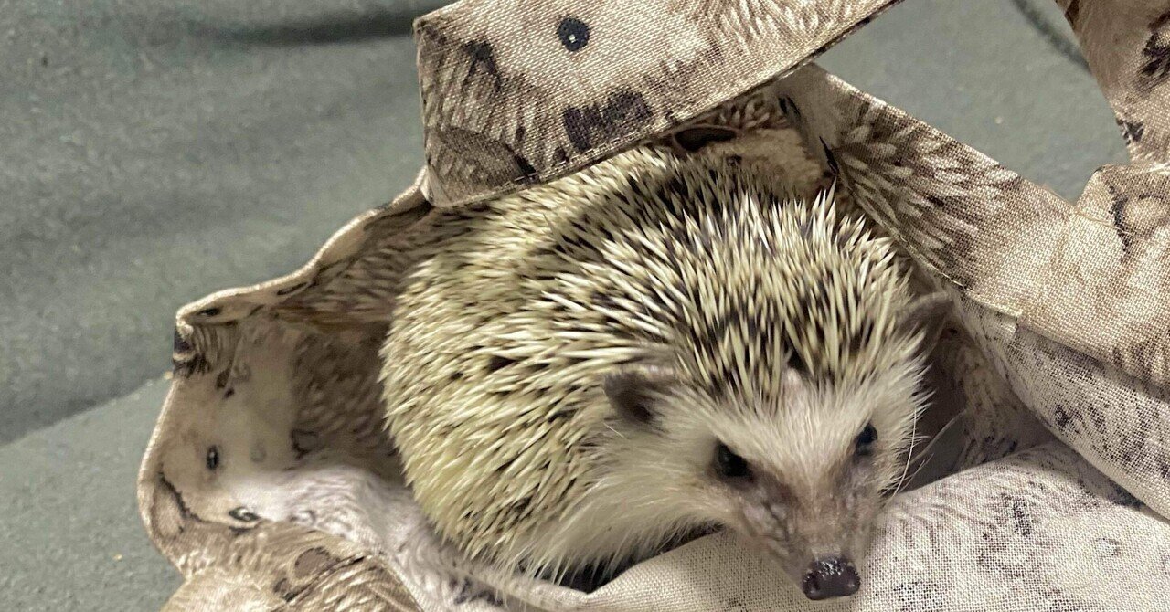 1メートルきっかり使い切り② ハリネズミ柄｜花子／Hadopelagic Maison