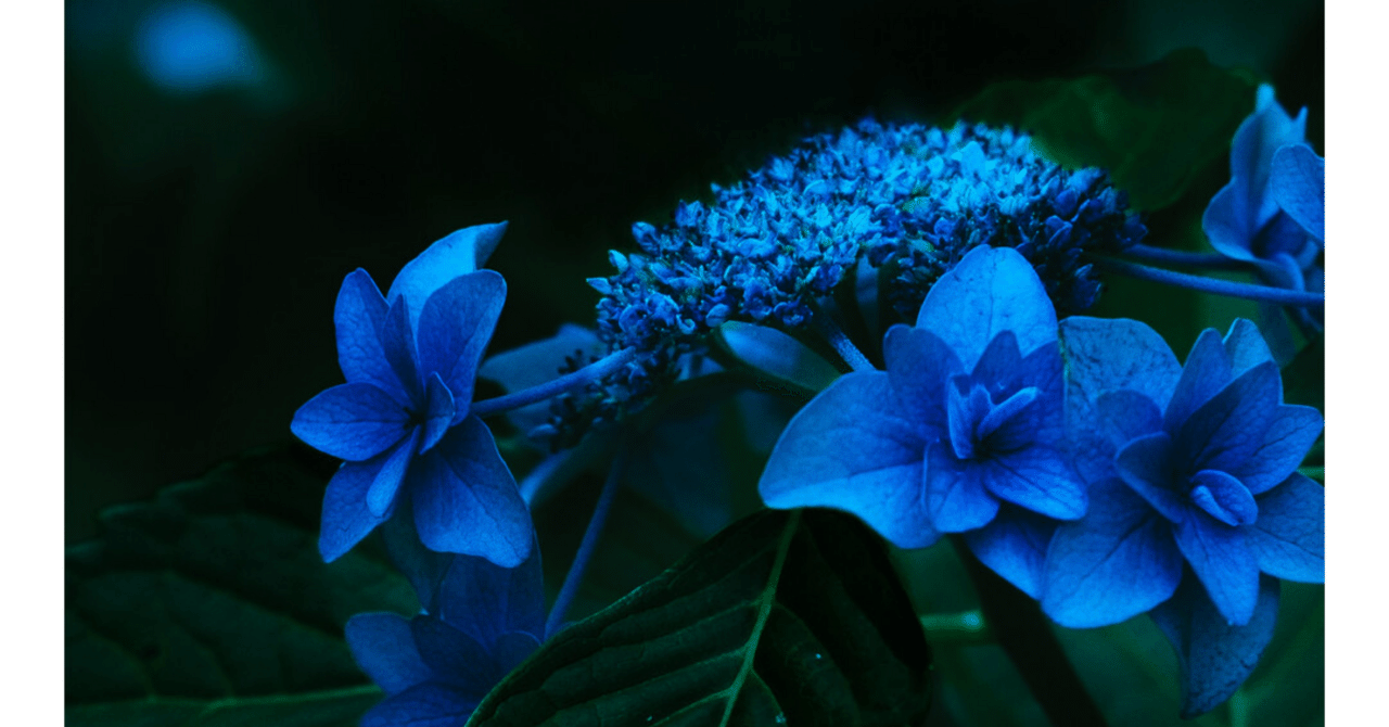 カメラで夢を叶える挑戦〜『選ばれる写真』kogameコミュニティへ参加！のハナシ〜｜topho_san