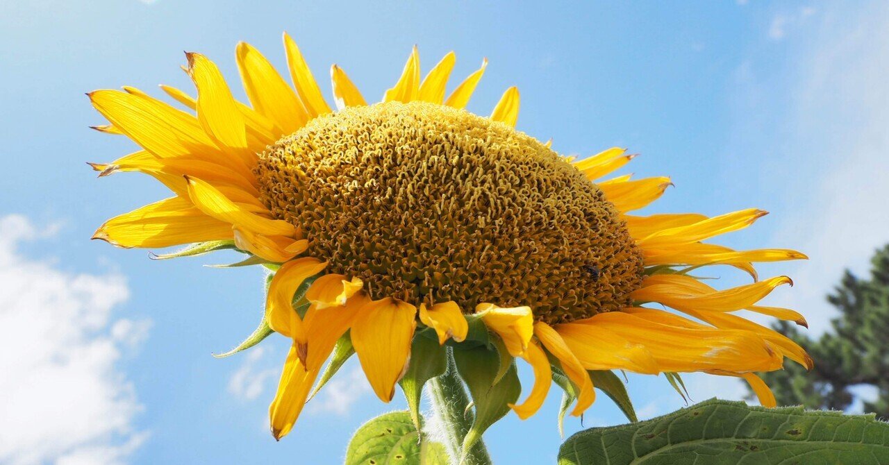 写真と言葉 100日チャレンジ:Day12｜nana