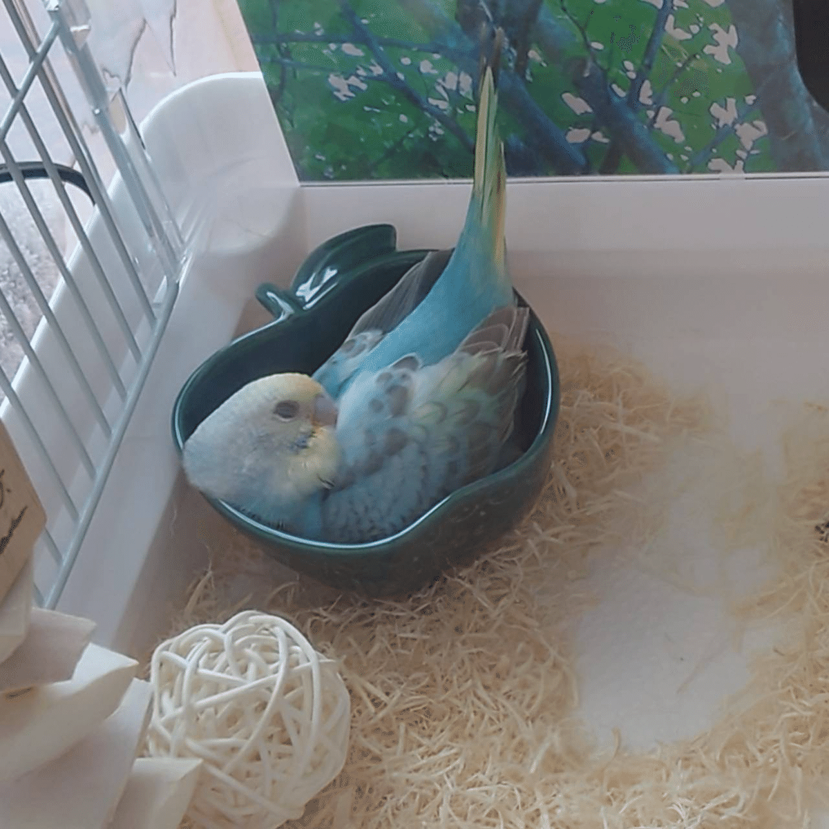 ペットを飼う｜noco ki