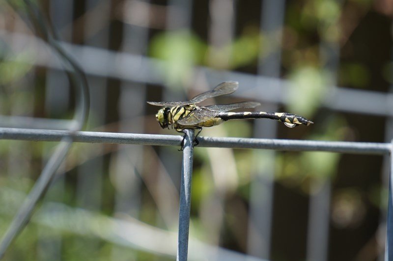 ウチワヤンマ｜yasuu_kusayan｜note