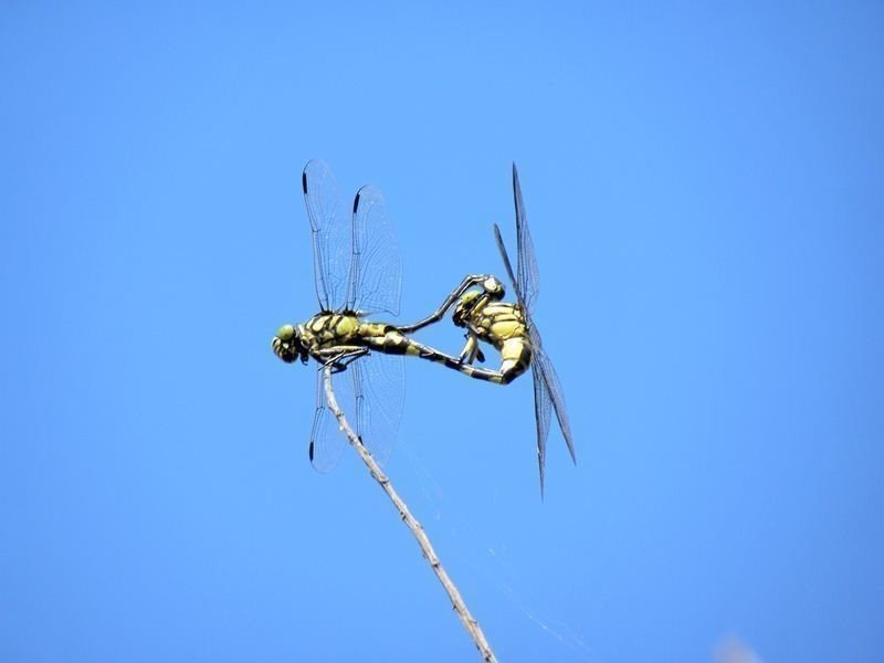 ウチワヤンマ｜yasuu_kusayan｜note