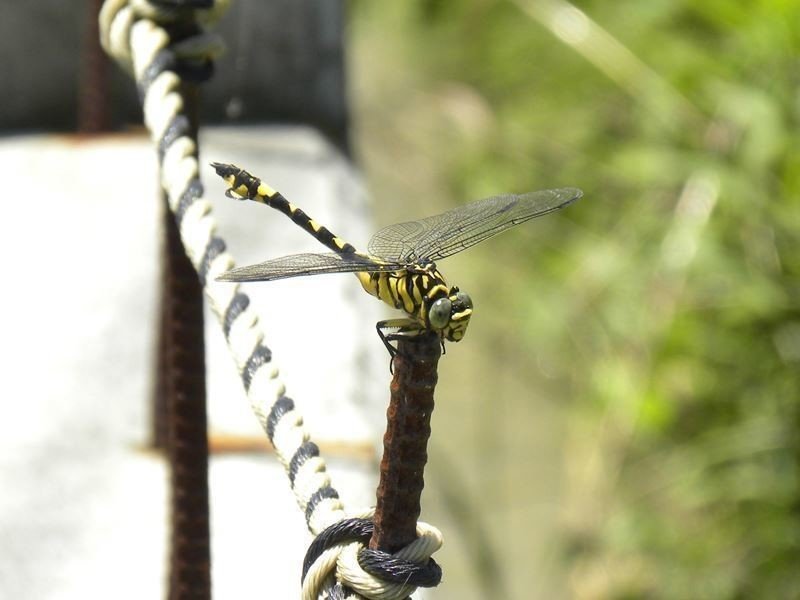 ウチワヤンマ｜yasuu_kusayan｜note