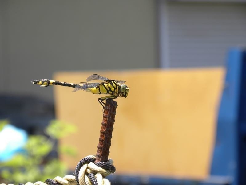 ウチワヤンマ｜yasuu_kusayan｜note