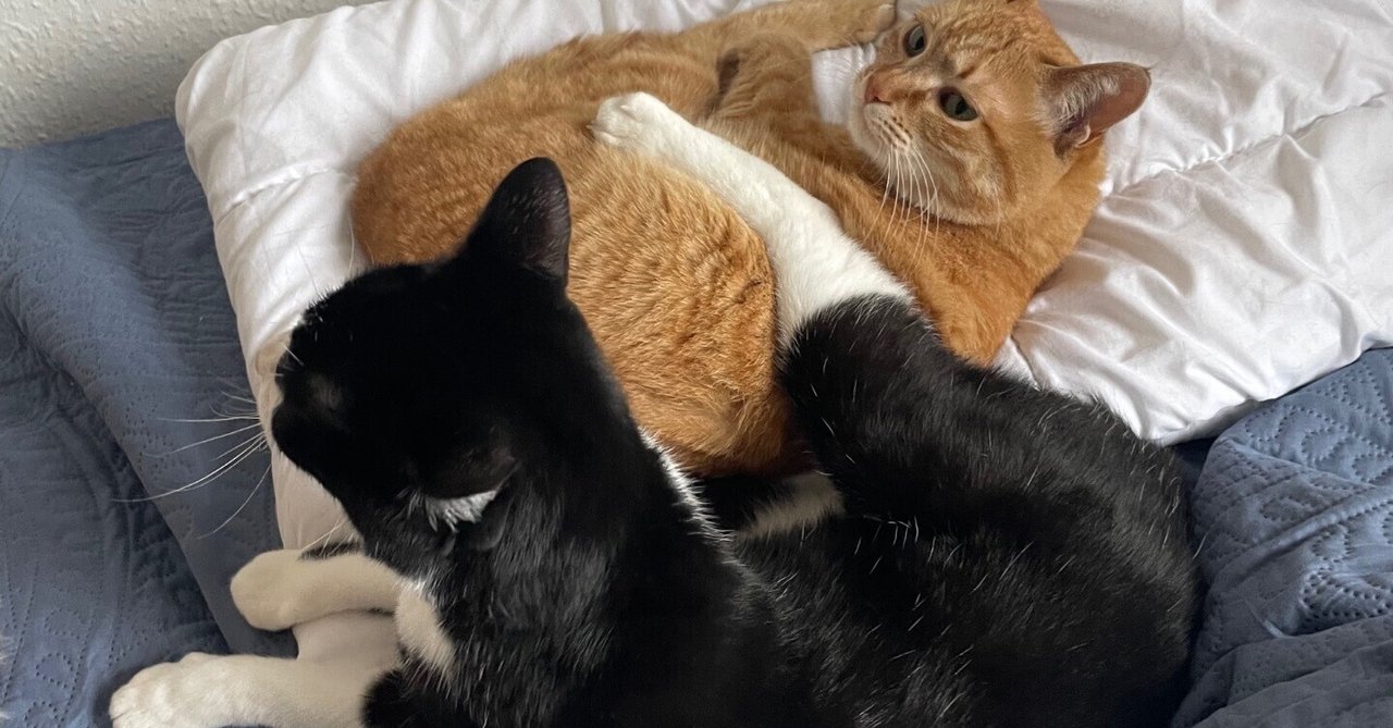 ドイツ生活|ドイツの医療費のはなし｜Omusubi-musubu