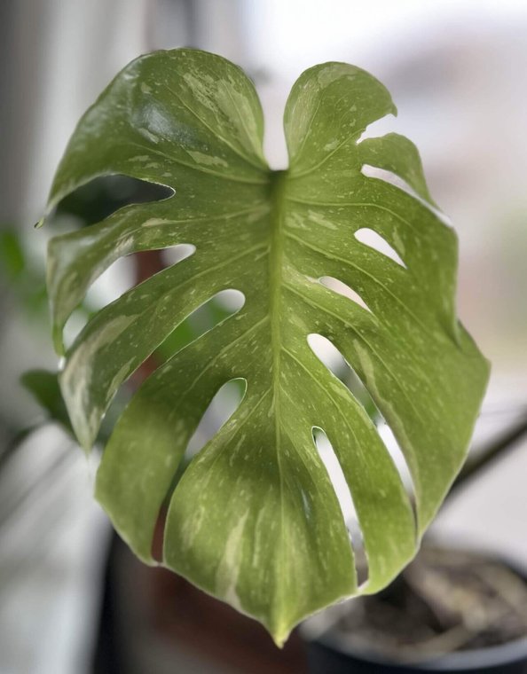 mako＠plants｜note