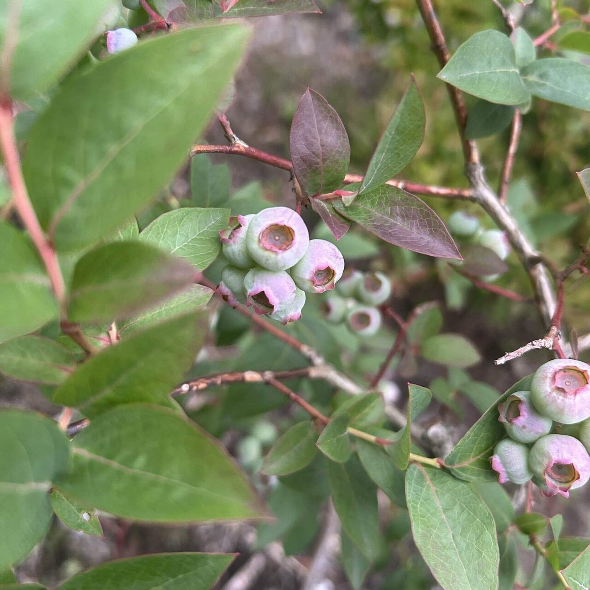 家庭菜園日記📔｜ブルーベリーは小鳥との勝負｜Sachika🌿.∘