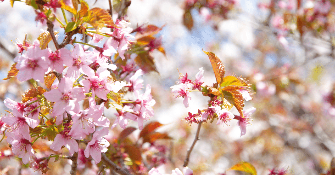 「余命半年」の不確かさ｜nutrepi