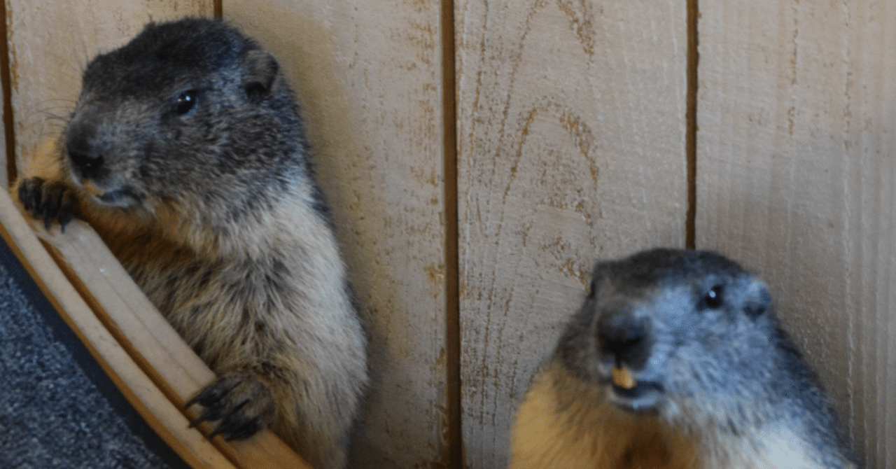 マーモット村｜hatahata_dayo