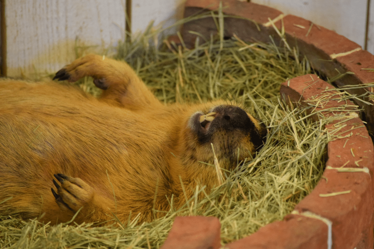 マーモット村｜hatahata_dayo