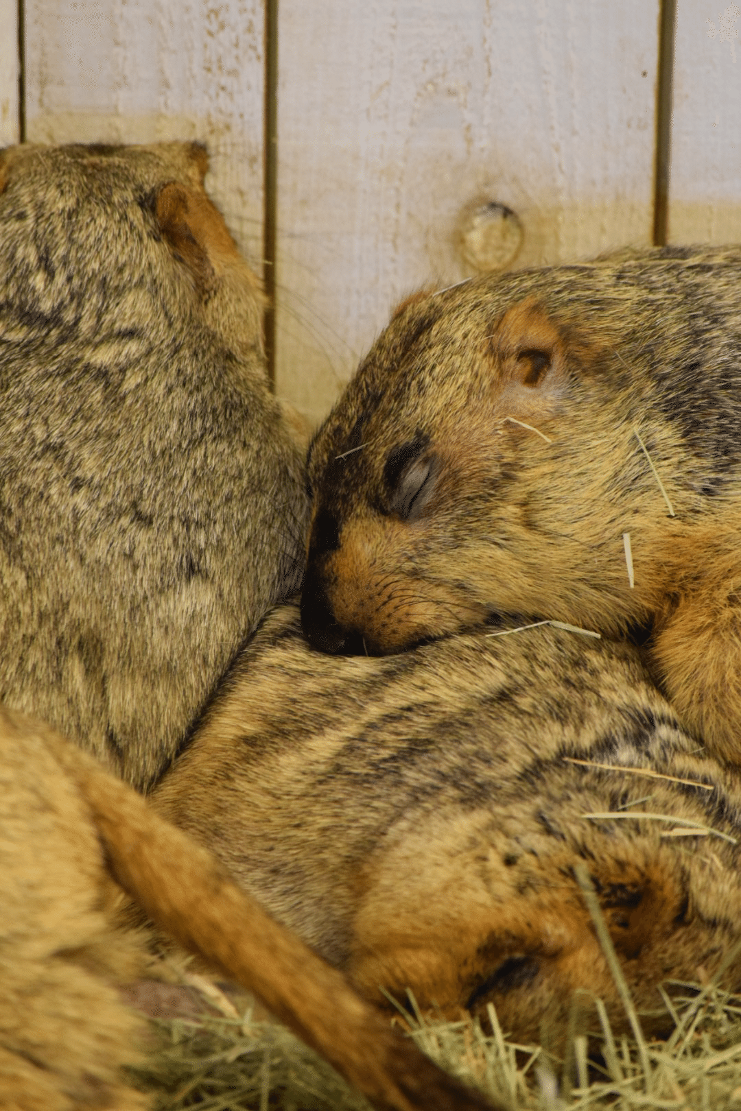 マーモット村｜hatahata_dayo