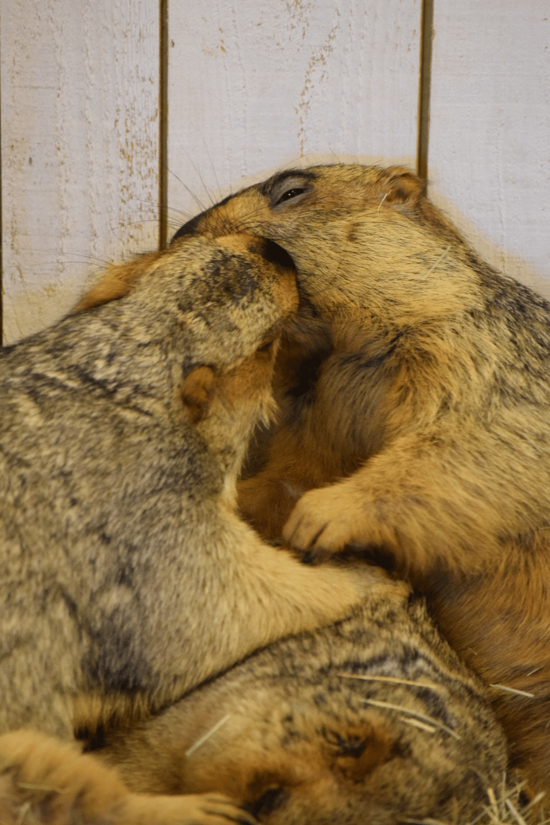 マーモット村｜hatahata_dayo