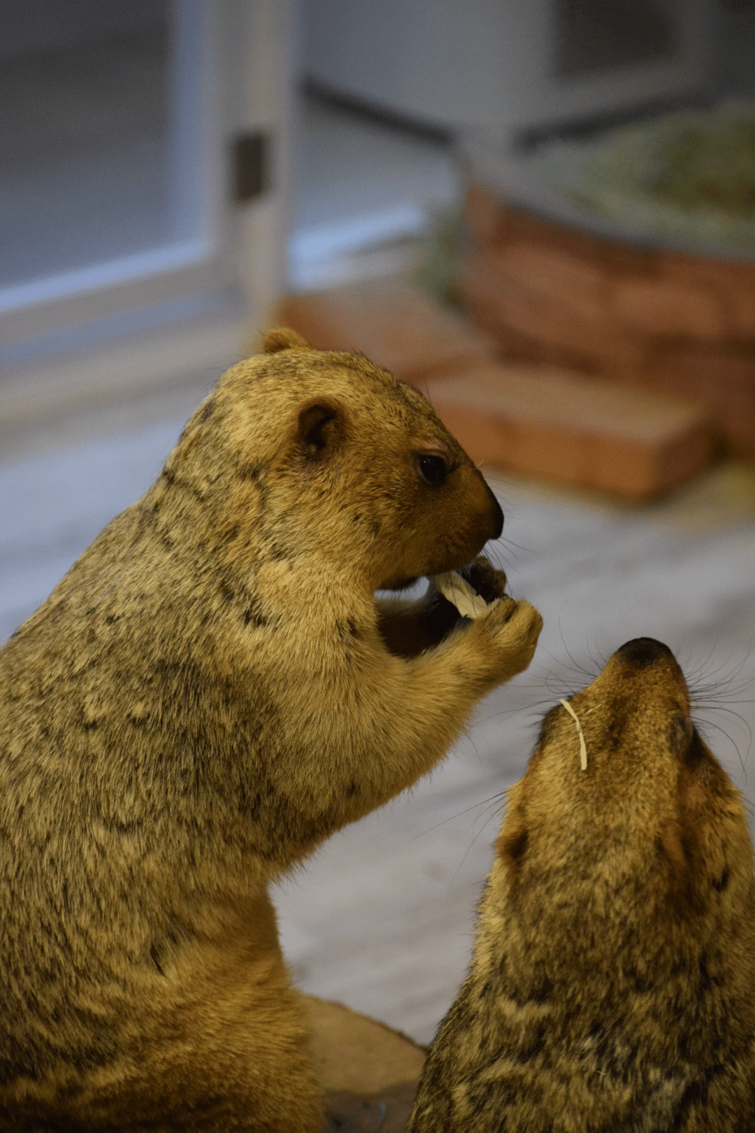 マーモット村｜hatahata_dayo