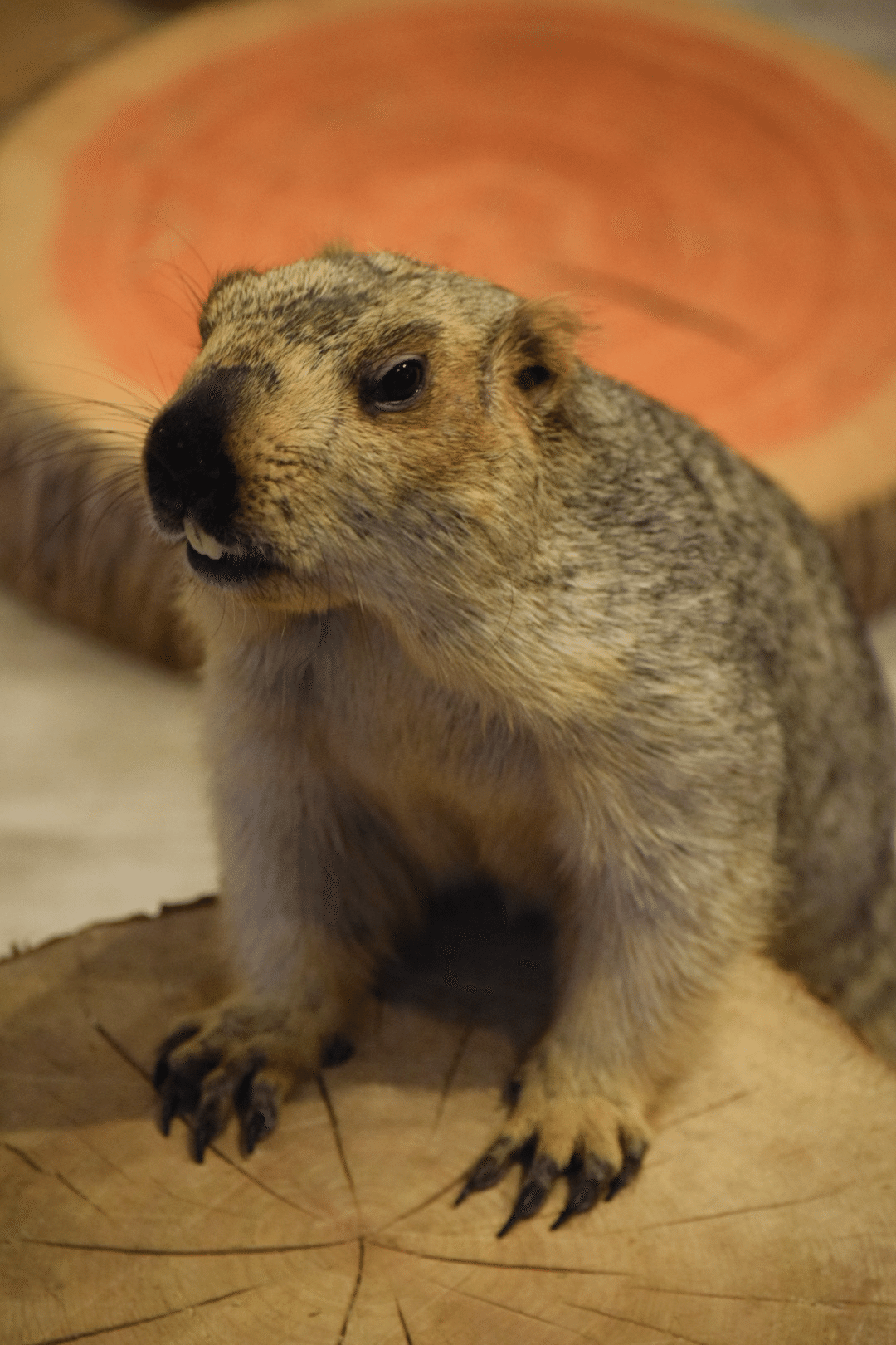 マーモット村｜hatahata_dayo