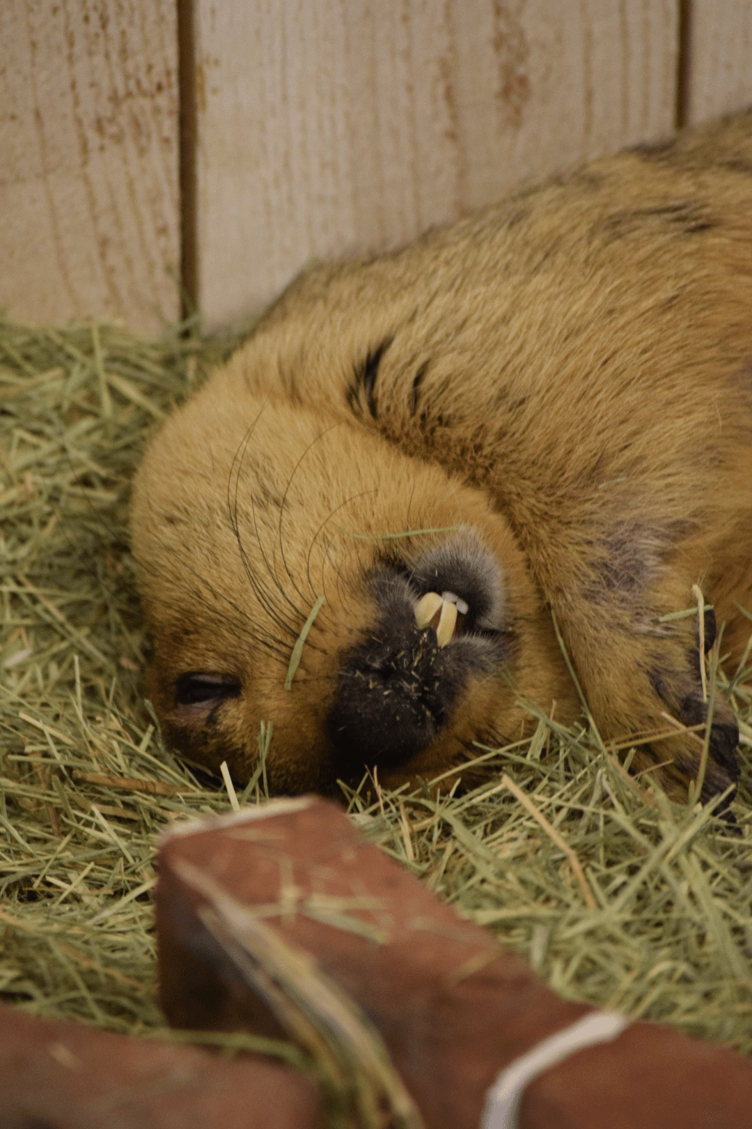 マーモット村｜hatahata_dayo