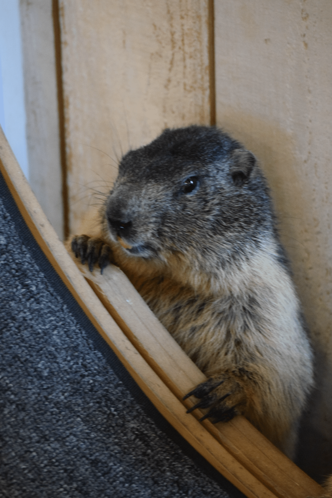 マーモット村｜hatahata_dayo