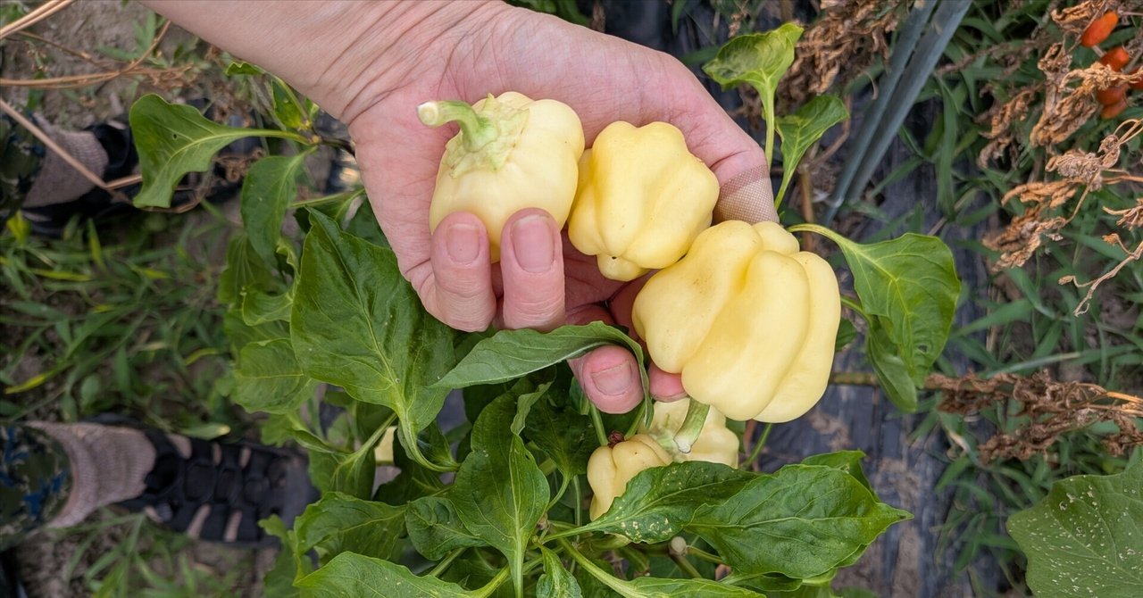 7/24日常の風景日記｜mayamoon