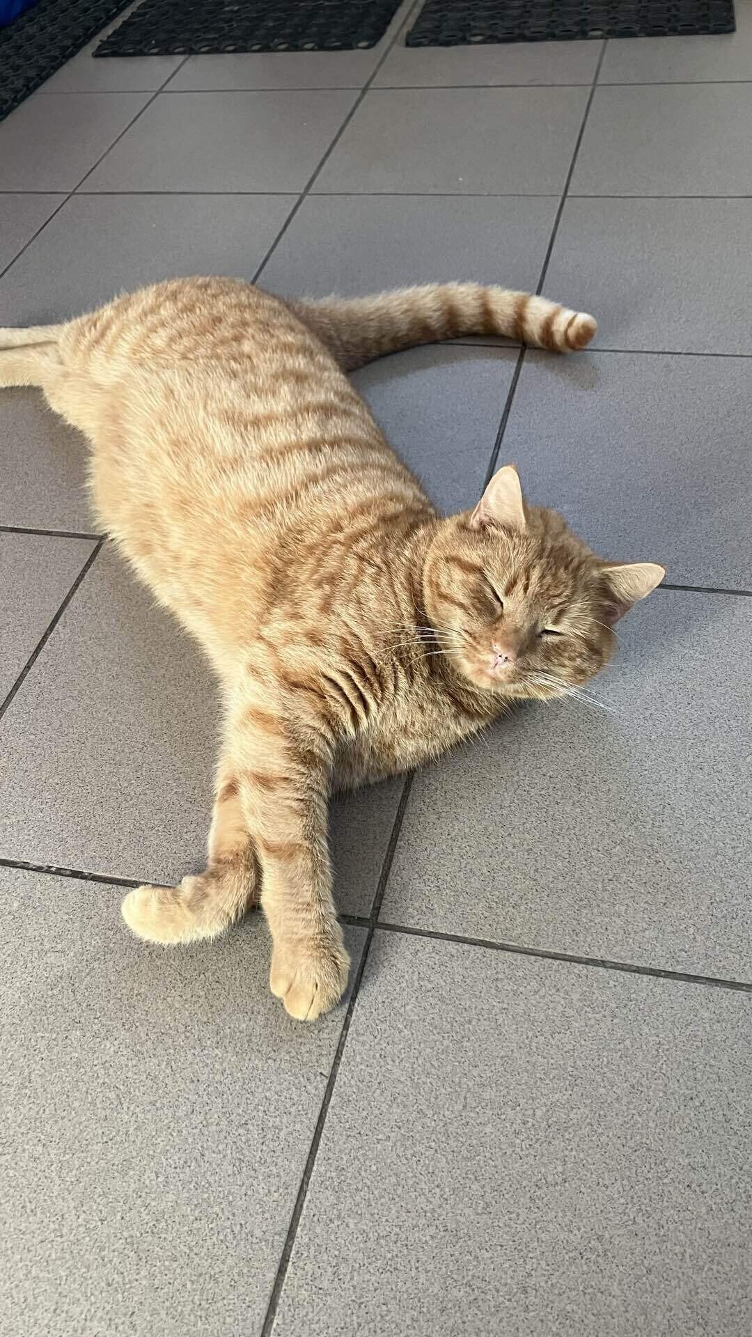 Workaway先での暮らし〜スウェーデン編〜｜Yuna