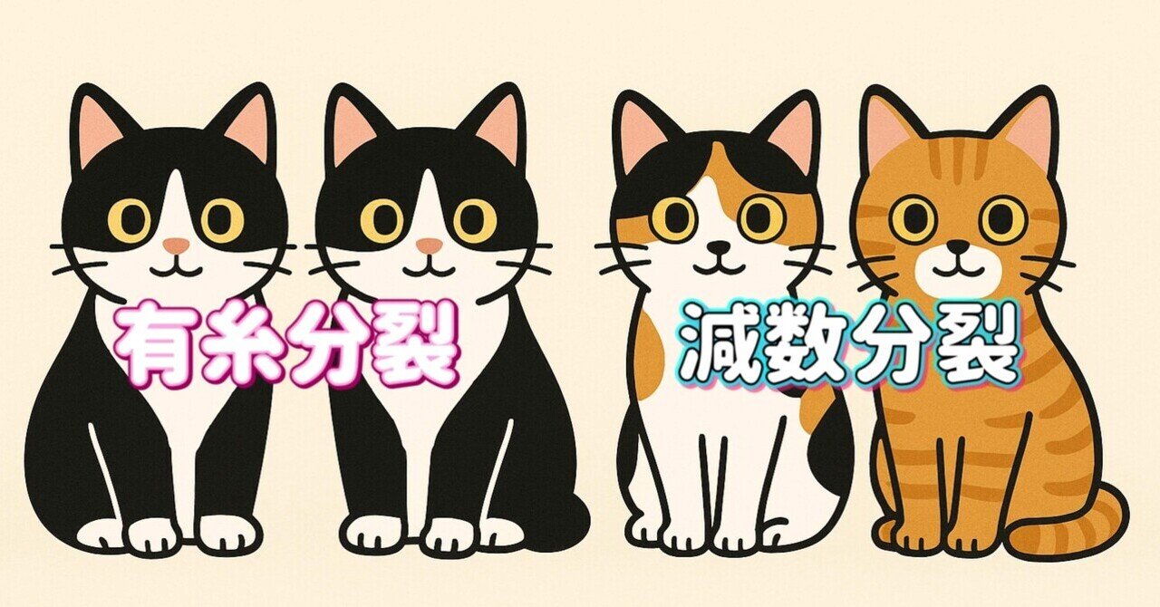 MSc.tocoが解説！有糸分裂と減数分裂ってなに？｜優しい生物学｜MSc.toco