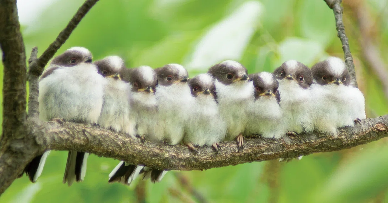 There is a reason why long-tailed tits always live with their ...