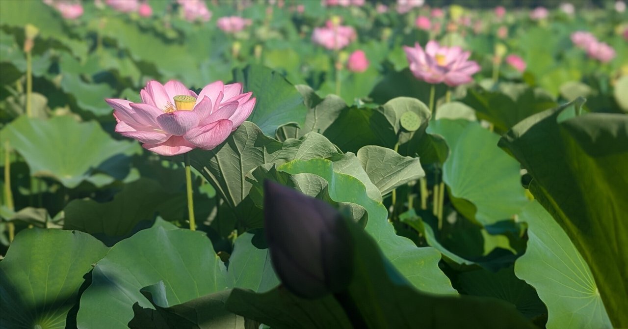 Lotus World｜etsu
