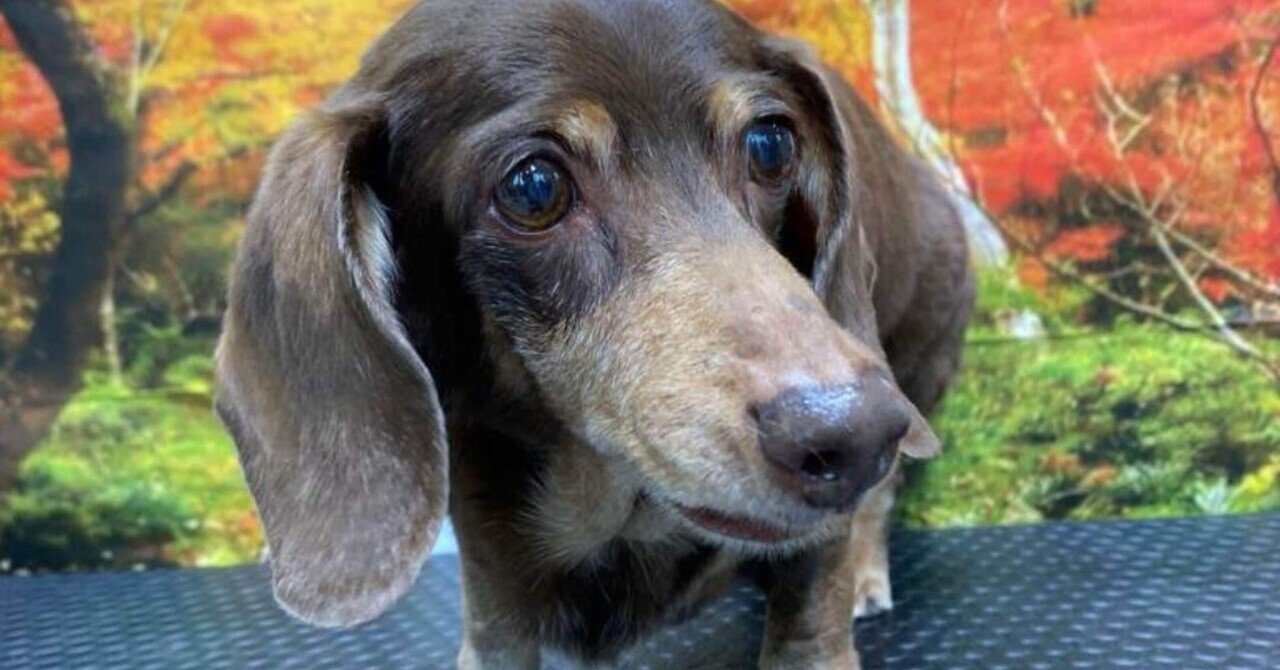 今週の総括「15日目」｜hase