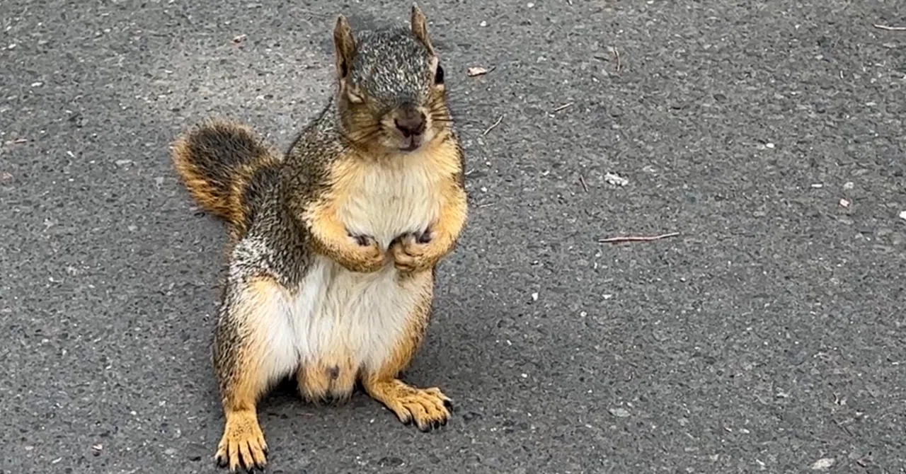 20‐SF: Berkeley Squirrels -バークレー校のリスたち‐｜池谷 佳織