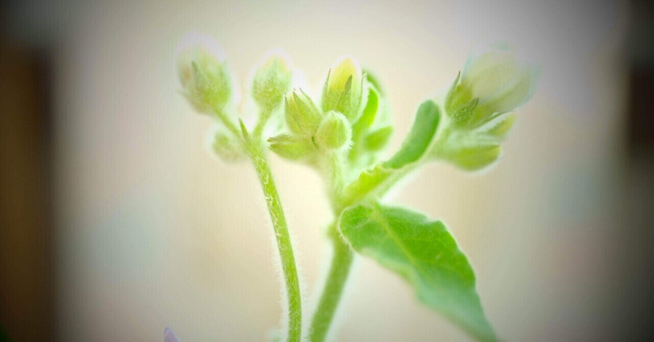 凛としていてください。・。・。｜Cosmic Suzu