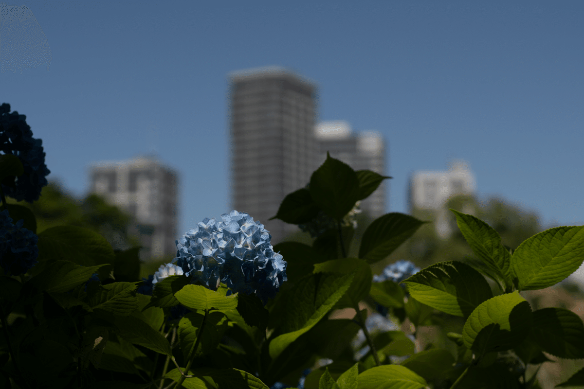 記憶の中のようなFUJIFILM風プリセット「Memory」販売開始｜ for Lightroom ｜Junn Kaga