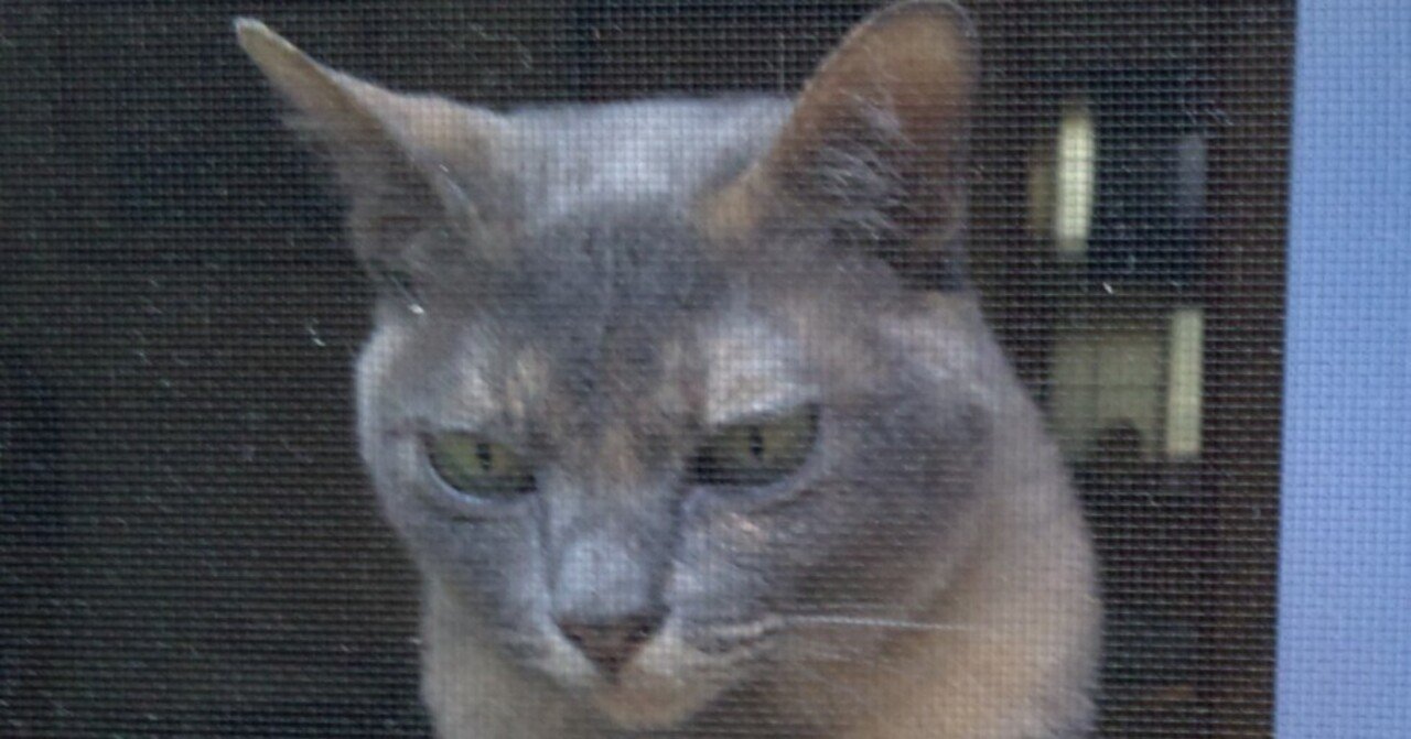 猫じゃらしズム トランプとブラジル｜仁吾巴 妍 niaha ken