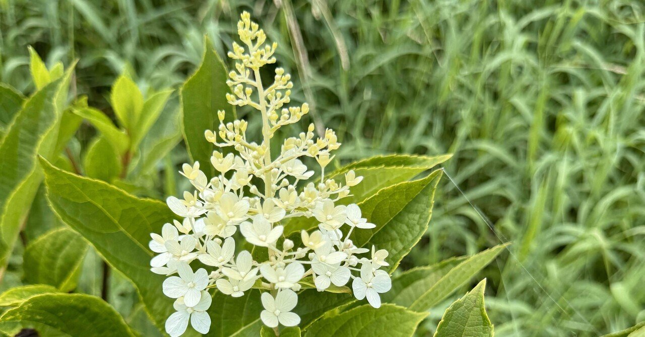 いい加減な私のいい加減な決意｜Reiko~世界一いい加減な人