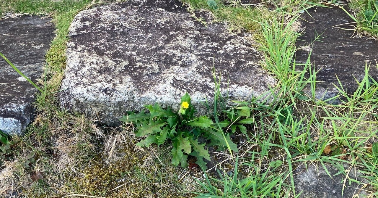 July 28, 2025｜YOS-English