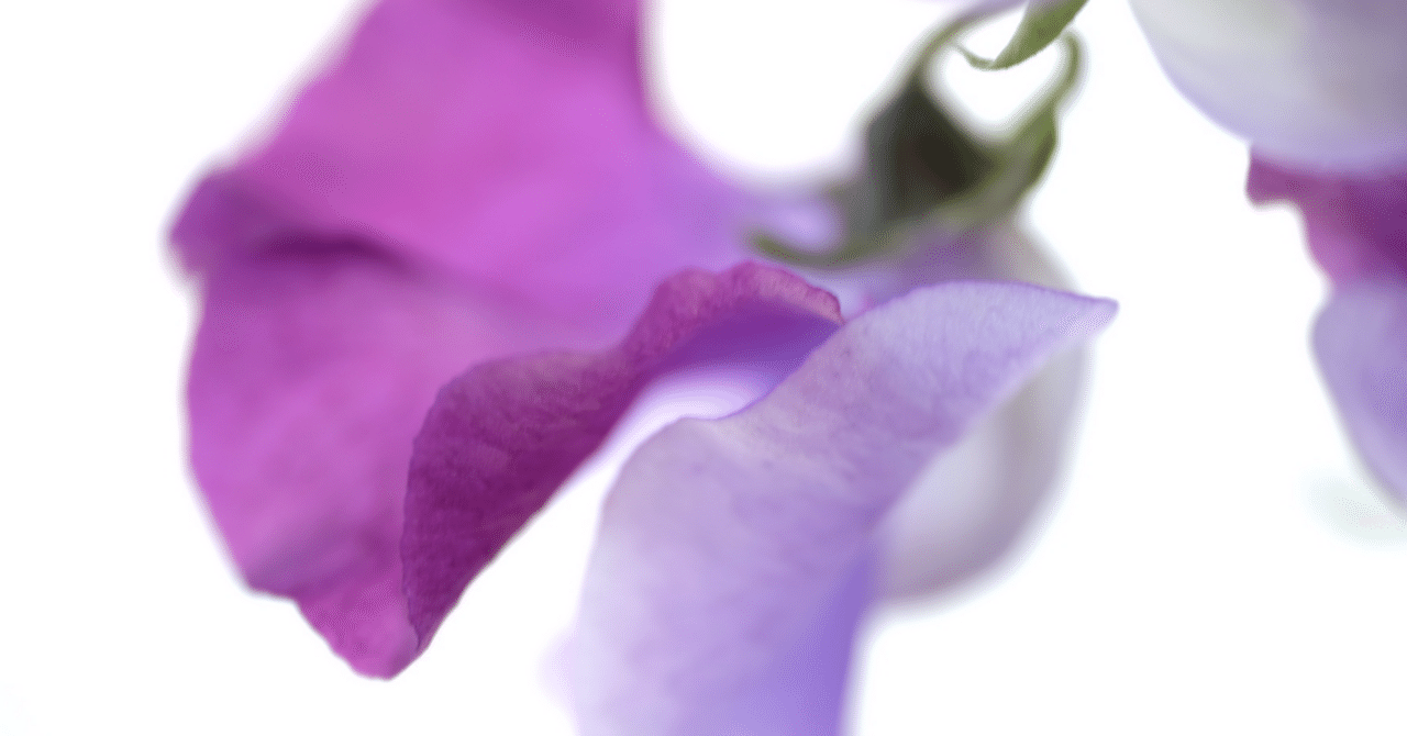 花みくじ｜Cosmic Suzu