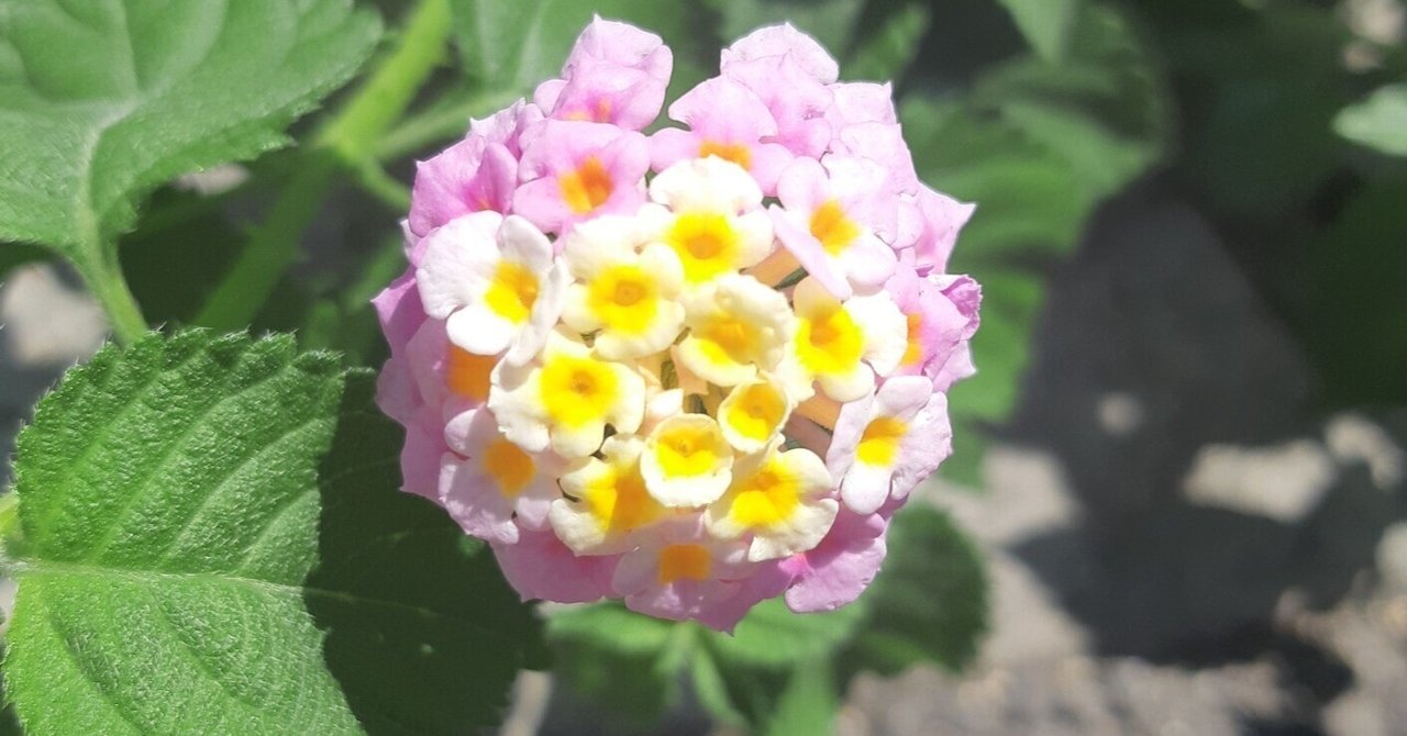 【第4回】ランタナを知っていますか？｜EUREKA articles